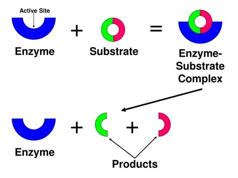 Ppt Enzyme Activity Powerpoint Presentation Free Download Id5818913