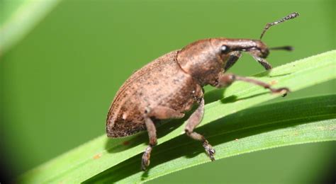 How To Get Rid Of Boll Weevils In House Empire Pest Control London