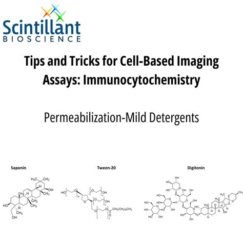 Permeabilization Mild Detergents For Cell Based Imaging Scintillant Bioscience Posted On The