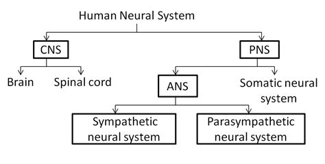 Organization Of The Nervous System Flowchart