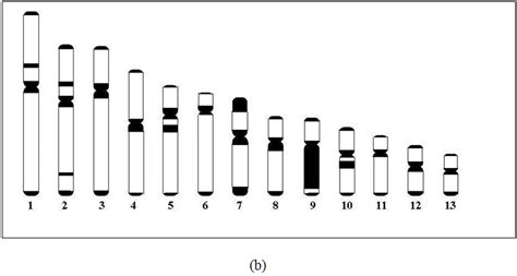 Idiogram Of L Genimaculata By A Conventional Staining B Download Scientific Diagram