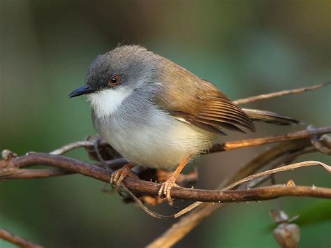 Gray Breasted Prinia Ebird