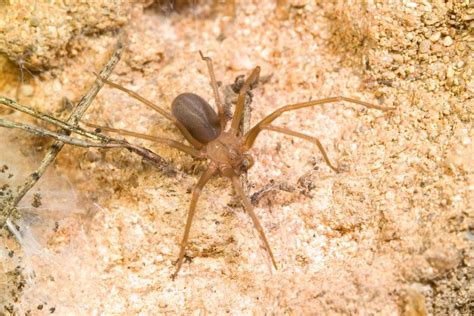 ¿qué Pasa Si Me Muerde Una Araña Violinista Inicio De Temporada Y
