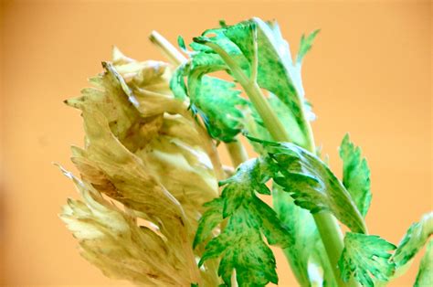 Celery Science Experiment Tinkerlab Celery Science Experiment Tinkerlab