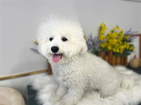 비숑프리제 열매 말티폼키우는방법 보더콜리키우는방법 프렌치불독키우는방법 빠삐용키우는방법 파피용키우는방법 사모예드키우는방법 스피츠키우는방법 시바견키우는방법 시베리안허스키키우는