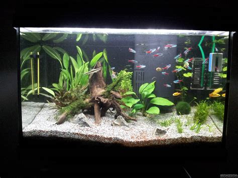 60l Tetra Aquarium - Flowgrow Aquascape/Aquarien-Datenbank