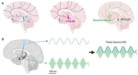 Neuromodulation Of Neural Oscillations In Health And Disease