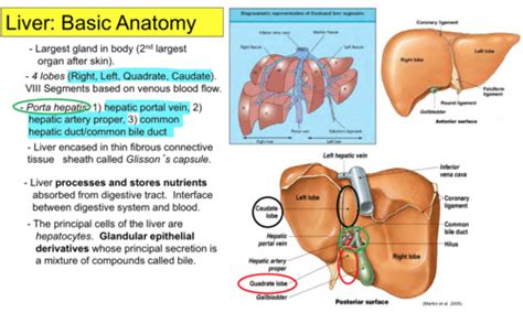 GI Structure And Functions Of The Liver L Flashcards Quizlet