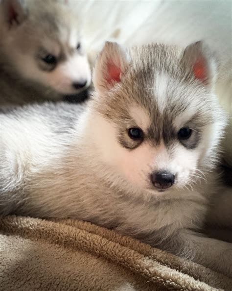 Are Husky Puppies Good With Babies