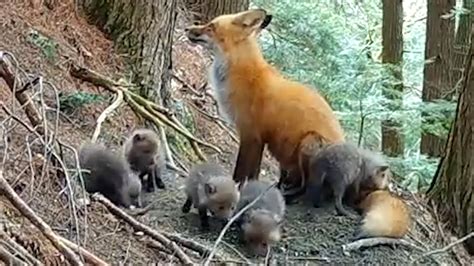 Cute Red Fox Pups