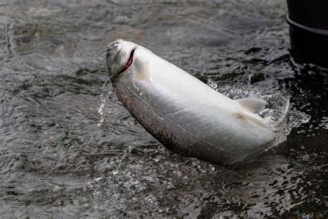 5 Reasons Beads Are Better Than Egg Fly Patterns Hatch Magazine Fly