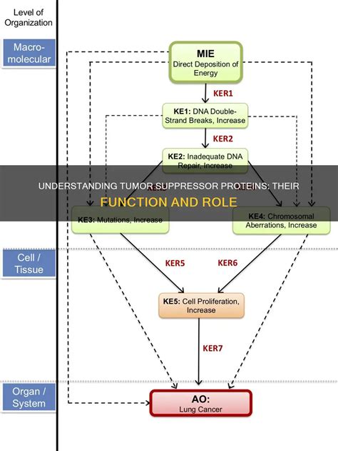 Understanding Tumor Suppressor Proteins Their Function And Role Medshun