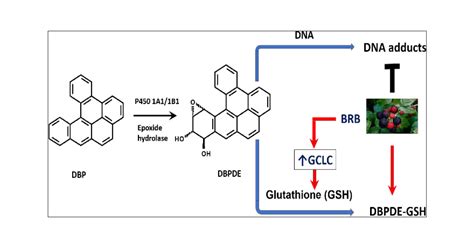 Black Raspberry Extract Enhances Glutathione Conjugation Of The Fjord Region Diol Epoxide