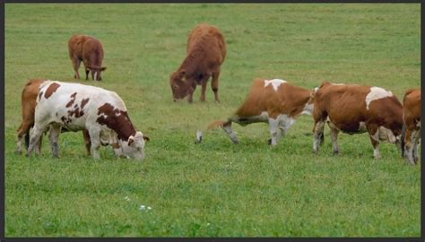 프리미어 프로 영상 편집 특정 부분 강조하기 크게 보이는 방법