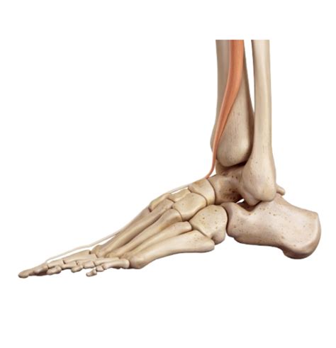 Achilles Tendinopathy Dr Anastasios Lampropoulos