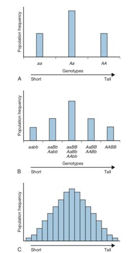 Case Genetics Ch Multifactorial Inheritance Flashcards Quizlet