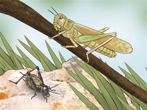 How To Identify Common Flying Insects And Get Rid Of Flies Mosquitoes