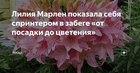 Лилия Марлен показала себя спринтером в забеге «от посадки до цветения Посад Дзен