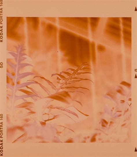 Non Inverted Color Negative Film