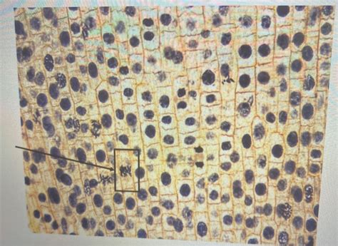 Solved Question 8 15 Points Saved Identify The Cell Cycle