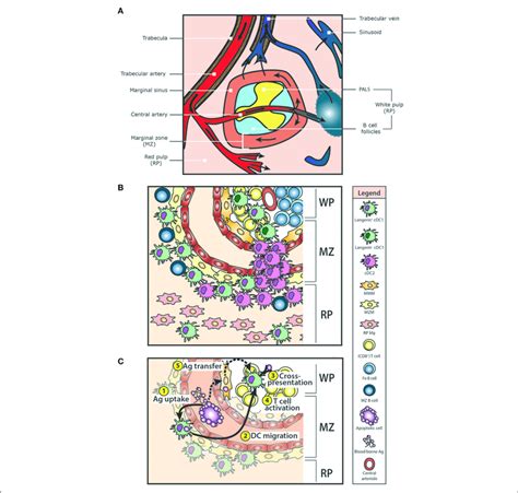 Structure And Cellular Composition Of The Murine Spleen A The