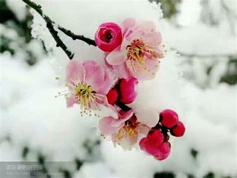 卜算子雪梅詞林正韻 每日頭條