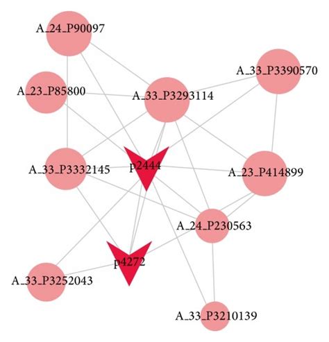 Cnc Network Of Lncrna Enst000006023221 Labeled As P2444 Circular