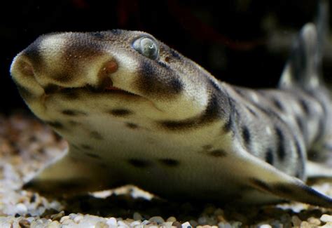 Кошачья акула 71 фото