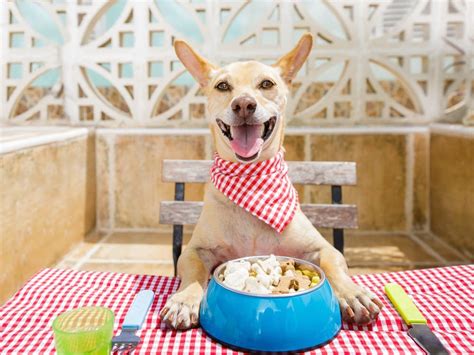 Dog Eating Savory Prime Pet Treats