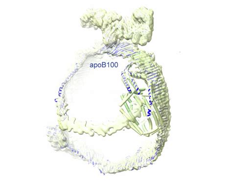 Lipoprotein Structure Gives Insights Into “bad” Cholesterol National Institutes Of Health Nih