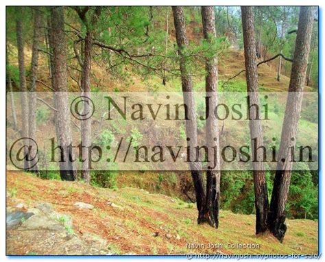 Nanda Devi Mahotsav यह नवीन समाचार का पुराना संस्करण है नया संस्करण Navinsamachar