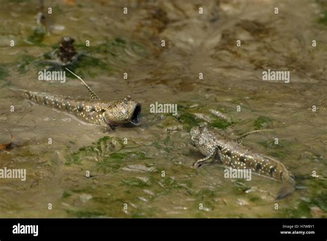 Mudskipper Pair In Territorial Display Sabah Borneo Malaysia Stock