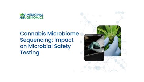 Cannabis Microbiome Sequencing Impact On Microbial Safety Testing