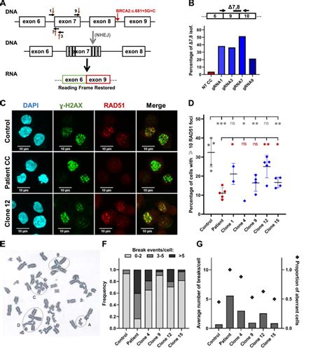 Genetic Modulation Of Rna Splicing Rescues Brca2 Function In Mutant