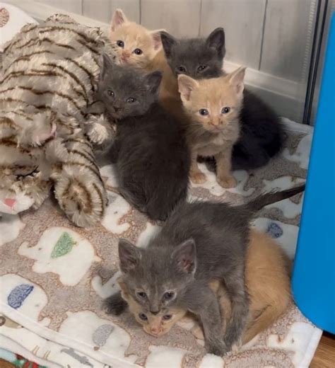 Six Kittens Convince Shelter Volunteer To Take Them Home So They Can
