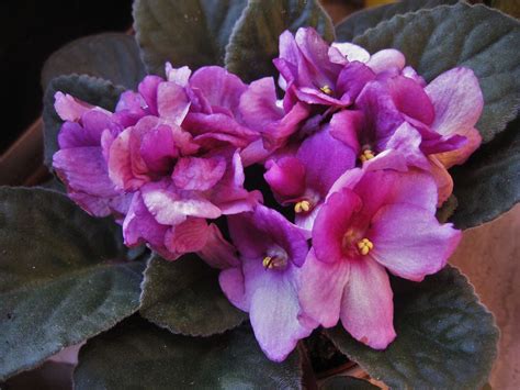 Guía Completa De Cuidados De La Violeta Africana Consejos Y Soluciones Para Mantenerla En Flor