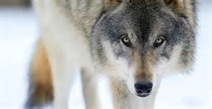 The Wolf One Of The Most Misunderstood Creatures