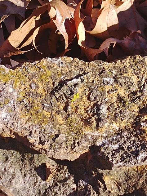 Some Bivalve Fossils And Multichambered Fossil Album On Imgur