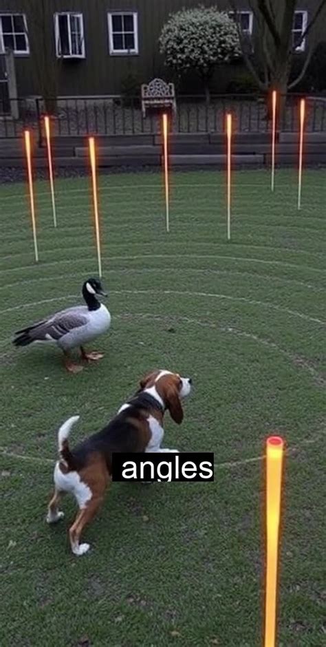 Love In A Non Euclidean Maze