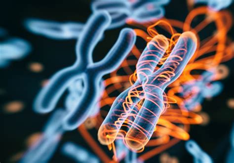 Male And Female Stem Cells Derived From One Donor In Scientific First The Scientist