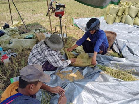 သဲကုန်းမြို့နယ်၌ နွေစပါး စံကွက်ရိတ်သိမ်းခြင်း ဆောင်ရွက် Information And Public Relations