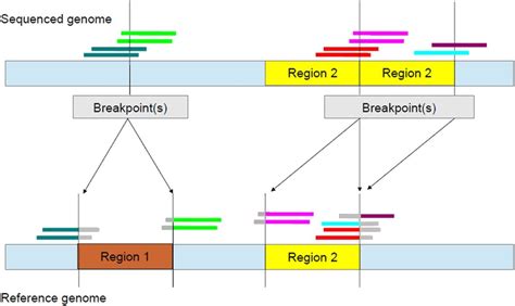 identifying breakpoints using split read information in the reference