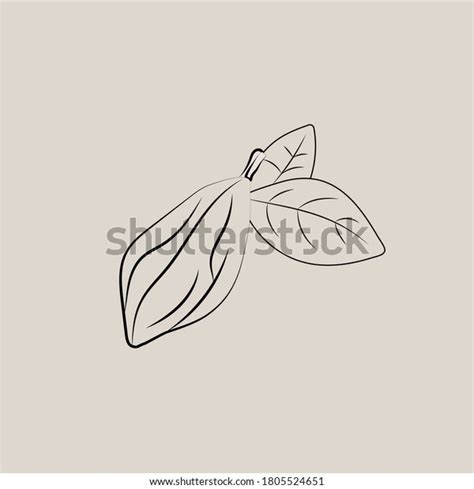 Cocoa Pod Illustrations Sketch Vector Food Stock Vector Royalty Free Shutterstock