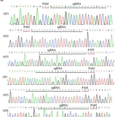 Primers Used For Sex Identification In Embryos Download Scientific