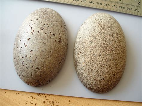 Filling Polyurethane Resin With Used Tea Or Coffee Davidneat