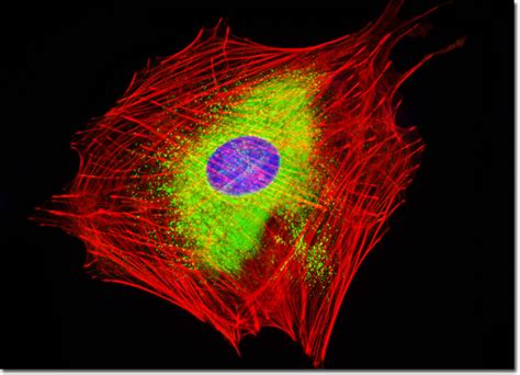 Smooth Endoplasmic Reticulum Microscope