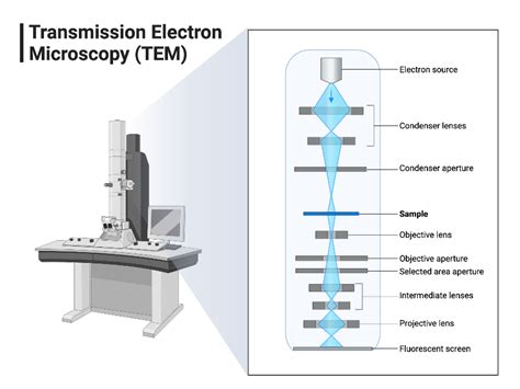 Transmission Electron Microscope Diagram