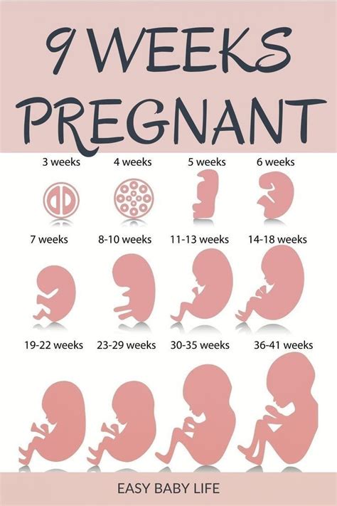 9 Weeks Pregnant Symptoms Fetal Development Belly Diary 9 Weeks Pregnant Pregnancy Week