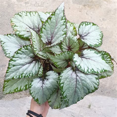 Ballet Rex Begonia Updated 2023