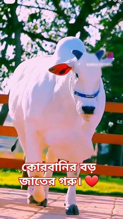 হাটের সবচেয়ে বড় জাতের গরু। কোরবানীর গরু Youtubeshorts Viralvideo ভাইরাল গরু Shortvideo